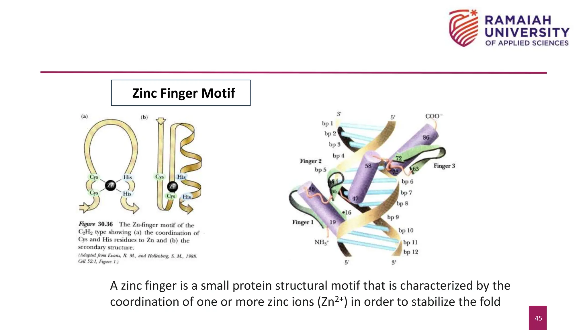 LEVELS OF PROTEIN STRUCTURE, DOMAINS, MOTIFS, AND FOLDS IN PROTEIN ...