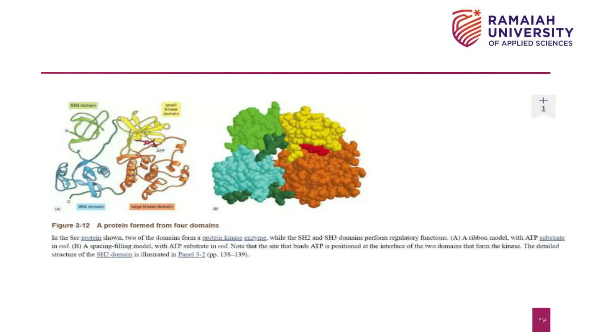 LEVELS OF PROTEIN STRUCTURE, DOMAINS, MOTIFS, AND FOLDS IN PROTEIN ...