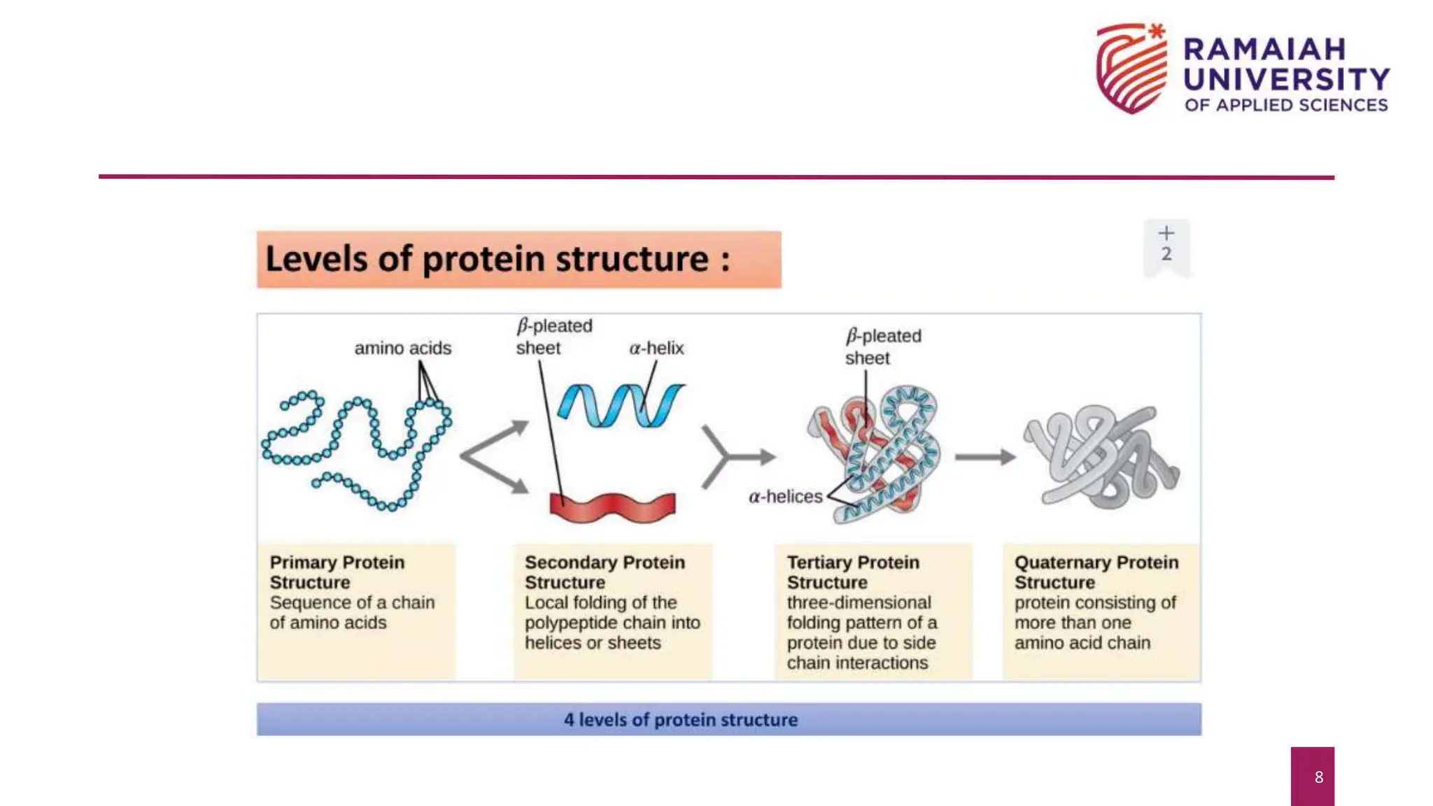 LEVELS OF PROTEIN STRUCTURE, DOMAINS, MOTIFS, AND FOLDS IN PROTEIN STRUCTURE | PPTX