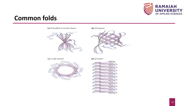 LEVELS OF PROTEIN STRUCTURE, DOMAINS, MOTIFS, AND FOLDS IN PROTEIN ...