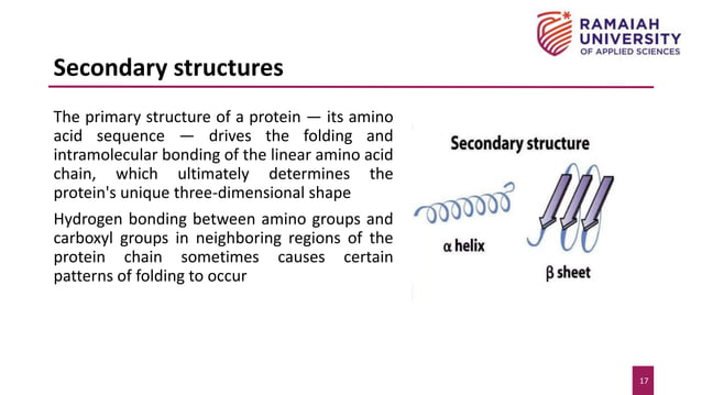 LEVELS OF PROTEIN STRUCTURE, DOMAINS, MOTIFS, AND FOLDS IN PROTEIN ...