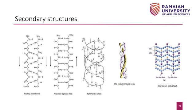 LEVELS OF PROTEIN STRUCTURE, DOMAINS, MOTIFS, AND FOLDS IN PROTEIN ...