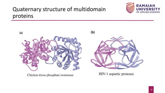LEVELS OF PROTEIN STRUCTURE, DOMAINS, MOTIFS, AND FOLDS IN PROTEIN ...