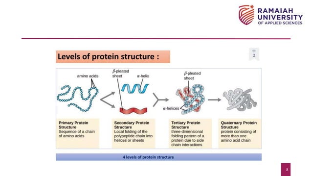 LEVELS OF PROTEIN STRUCTURE, DOMAINS, MOTIFS, AND FOLDS IN PROTEIN STRUCTURE | PPTX | Chemistry ...