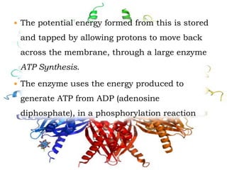 Role of enzymes in metabolic reactions | PPTX