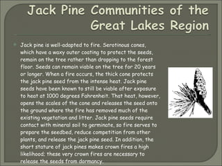 Role Of Fire In Forest Ecosystems | PPT | Gardening | Home & Garden