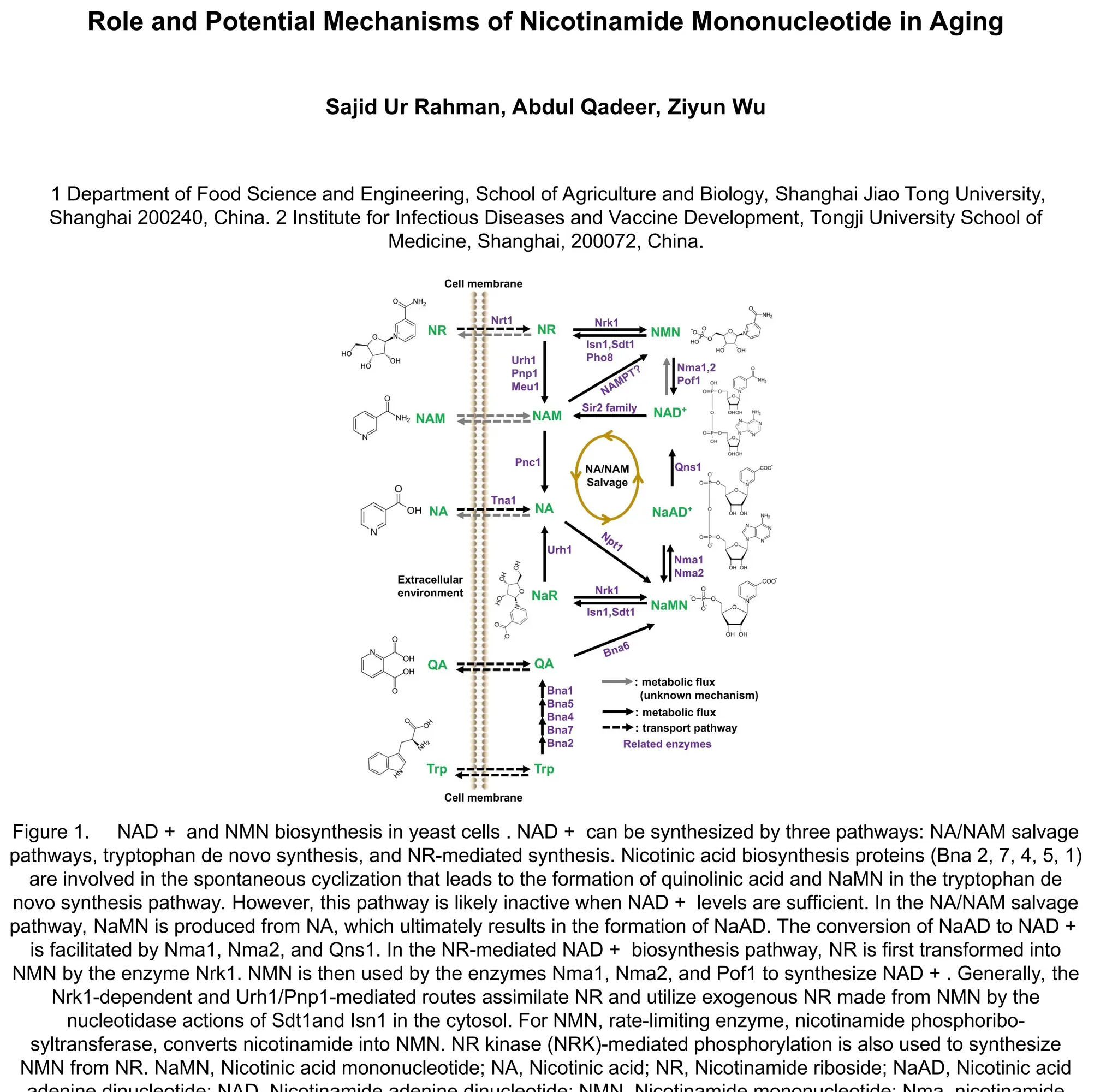 Role and Potential Mechanisms of Nicotinamide Mononucleotide in Aging.ppt