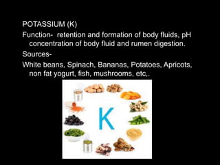 Role and source of important minerals bio project | PPTX