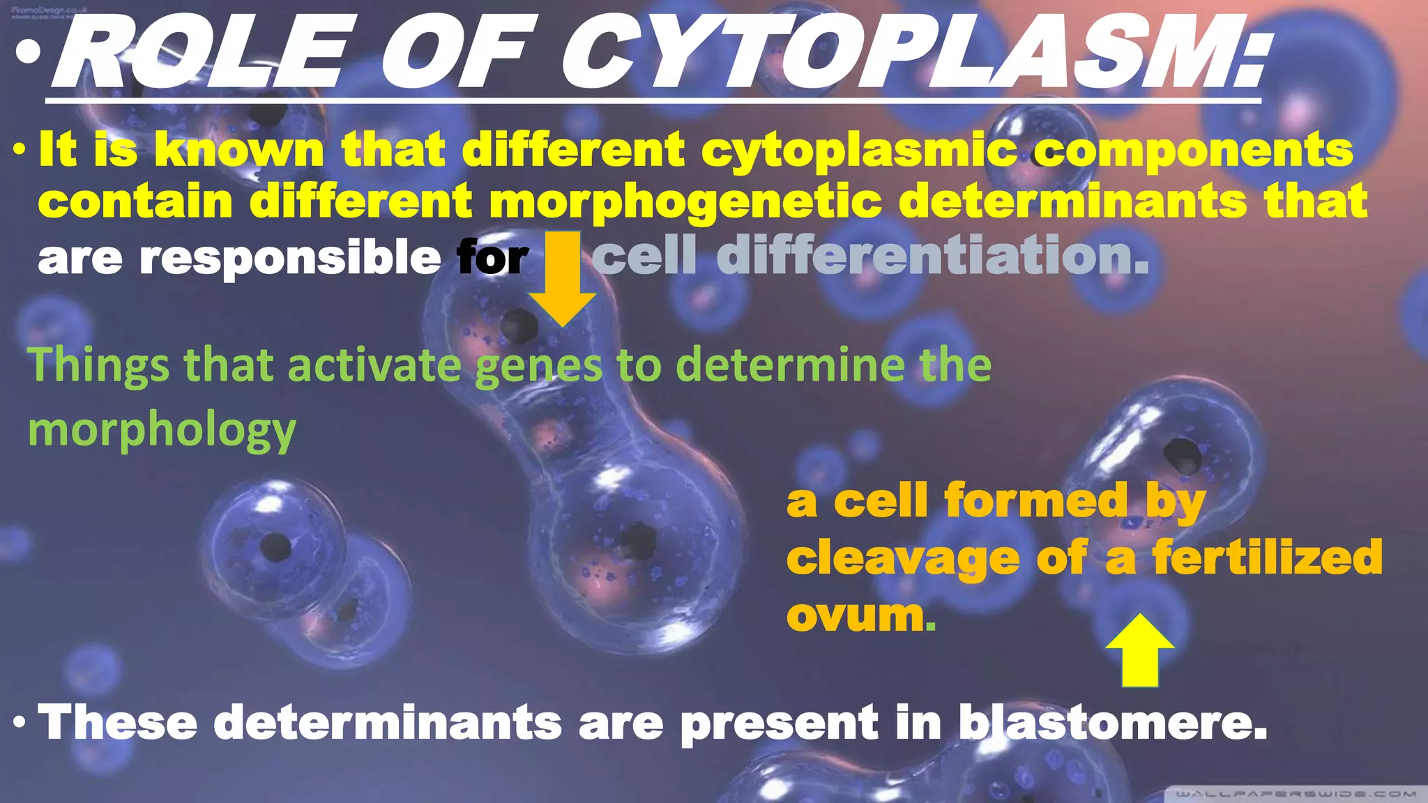 Role of CYTOPLASM AND NUCLEUS IN DEVELOPMENT | PPTX