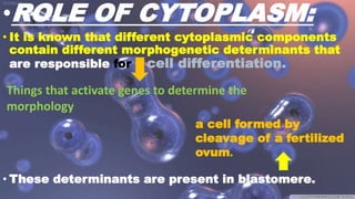 Role of CYTOPLASM AND NUCLEUS IN DEVELOPMENT | PPTX