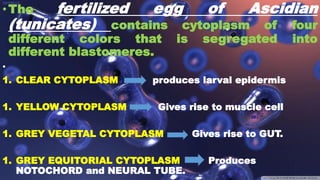Role of CYTOPLASM AND NUCLEUS IN DEVELOPMENT | PPTX