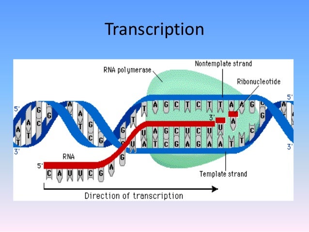 Role of a chimeric transcription factor in acute promyelocytic leukem…