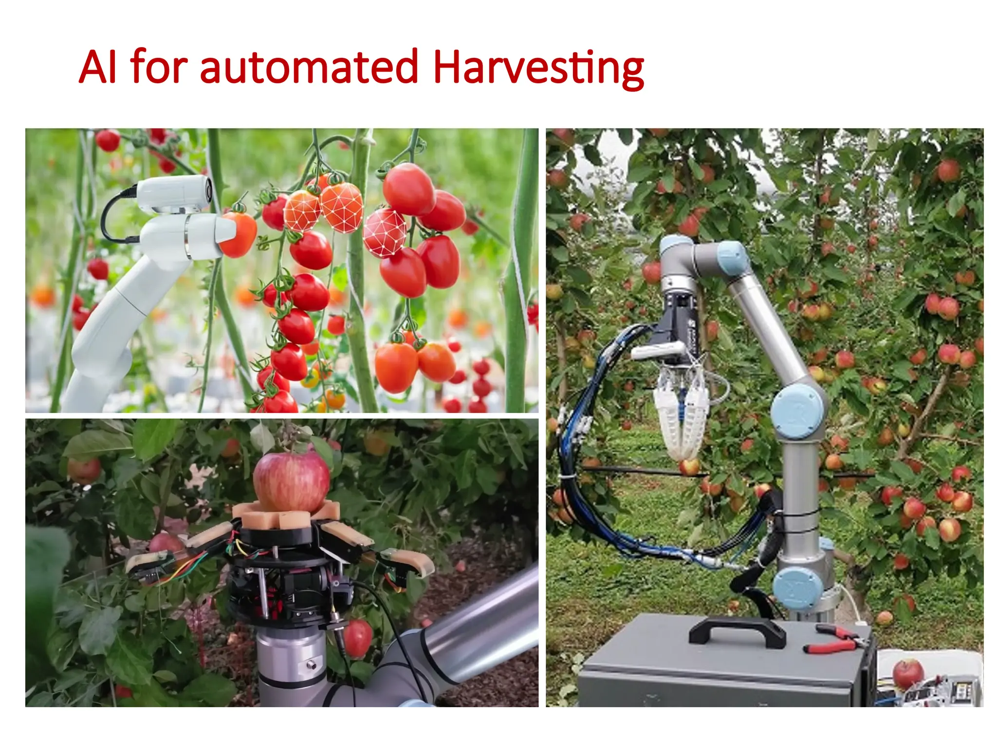 Role of AI in PHM of Horticultural Crops.ppt