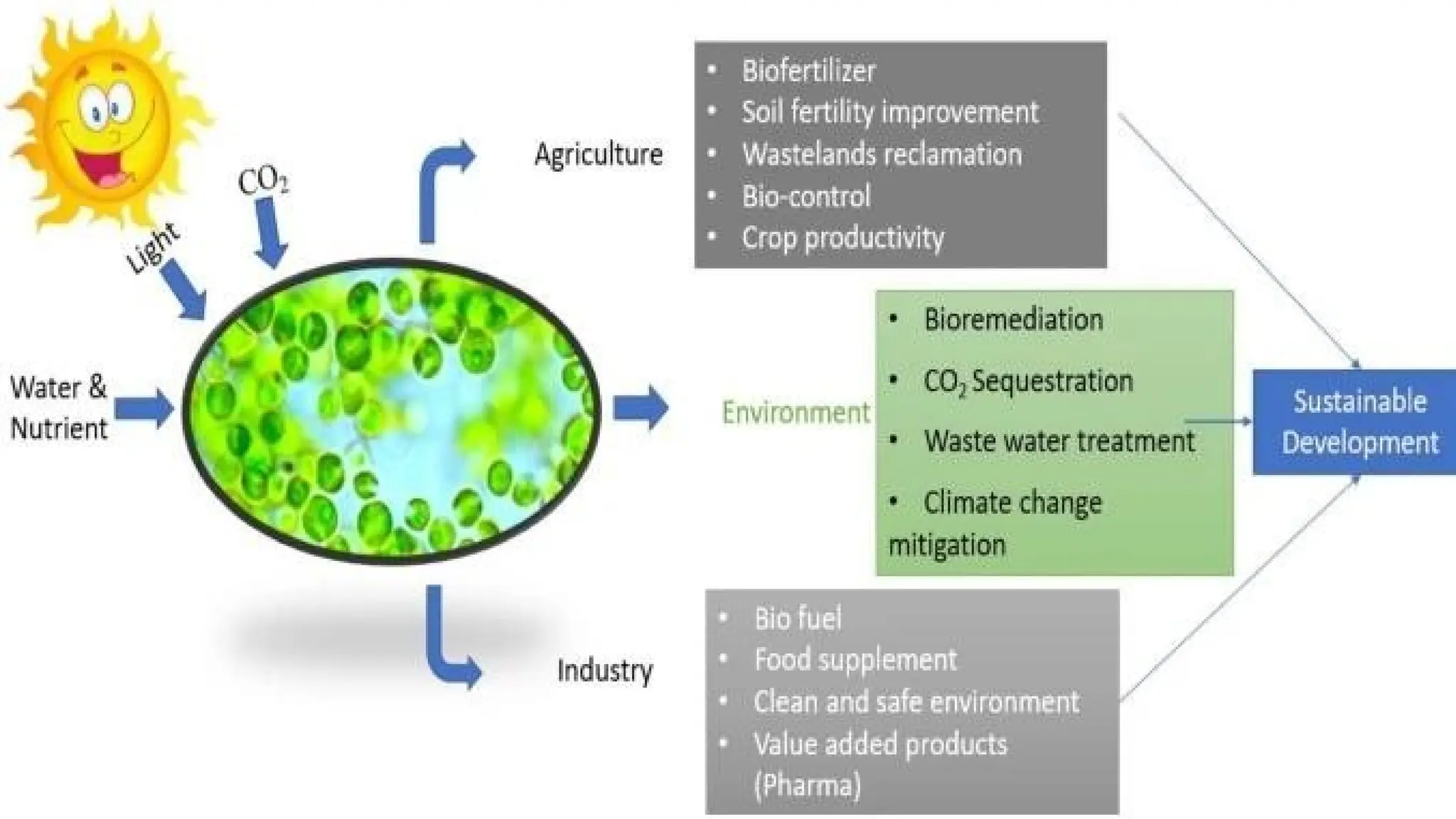 Role of Algae in Sustainable Development.pptx
