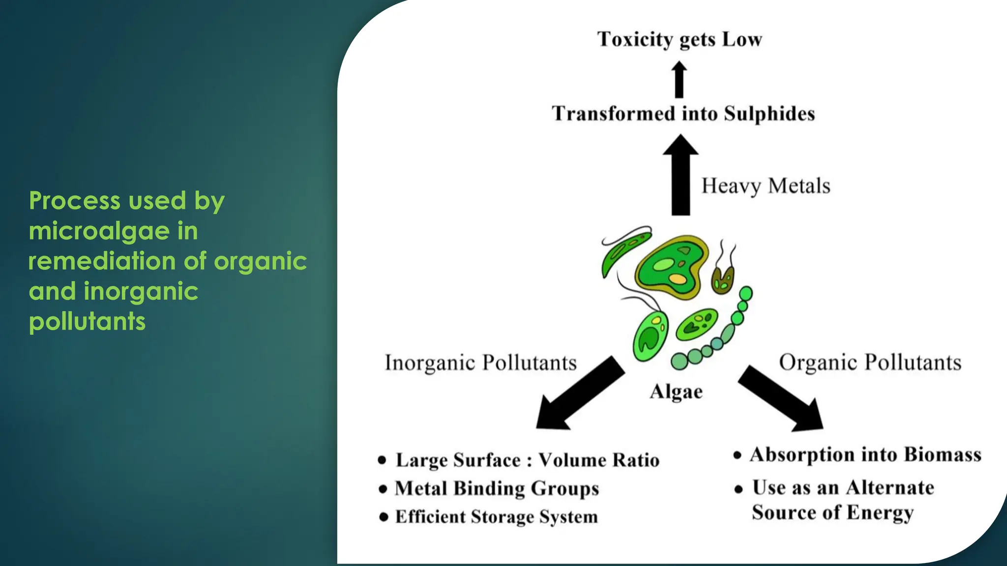 Role of Algae in Sustainable Development.pptx