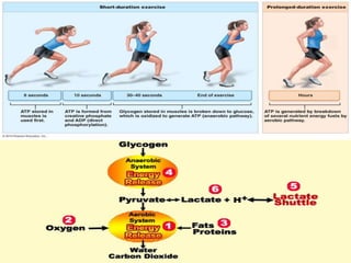 Role of anaerobic and anaerobic metabolism in exercise. | PPTX