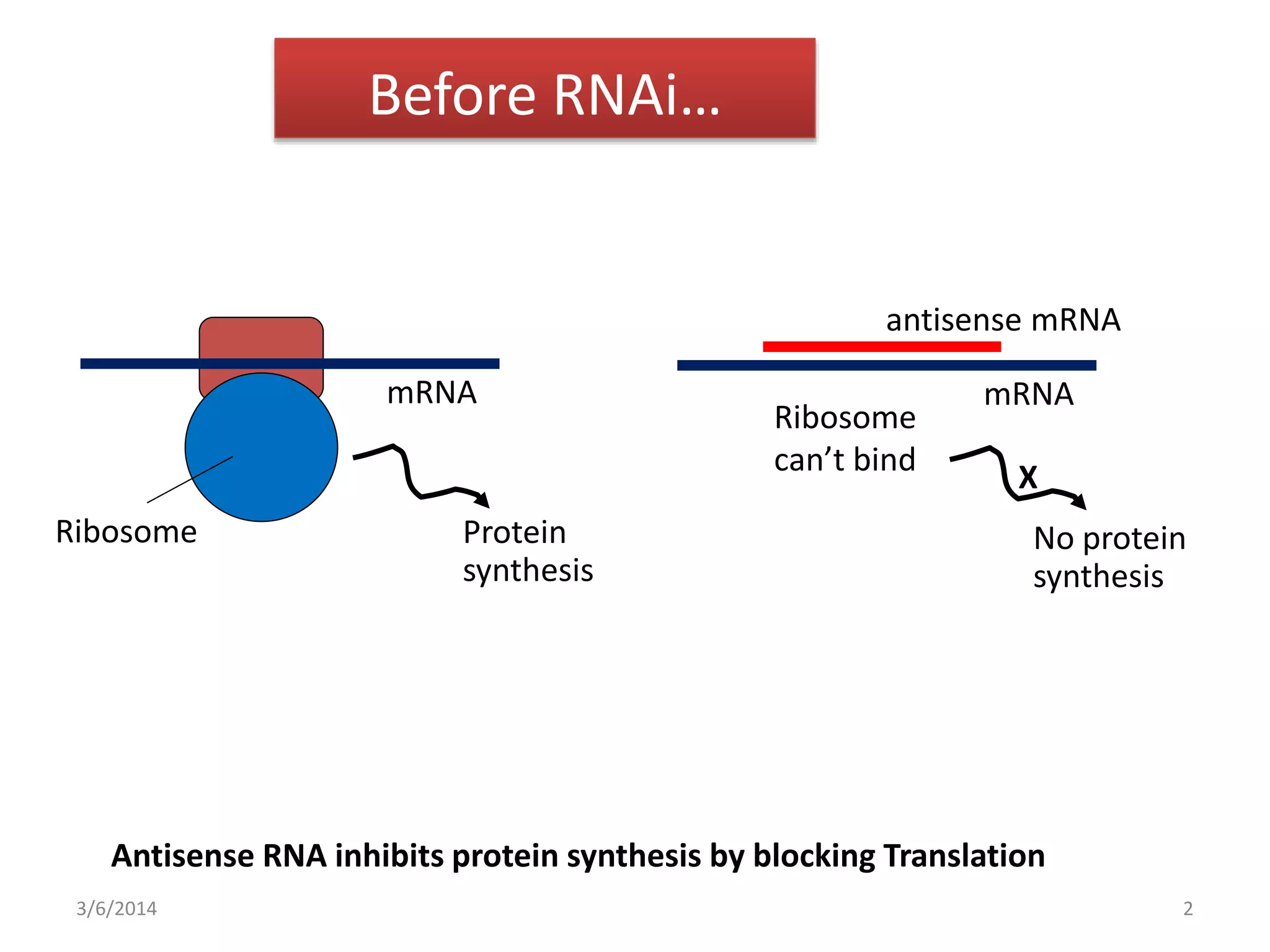 Role of antisense RNAi in gene silencing in crop | PPTX
