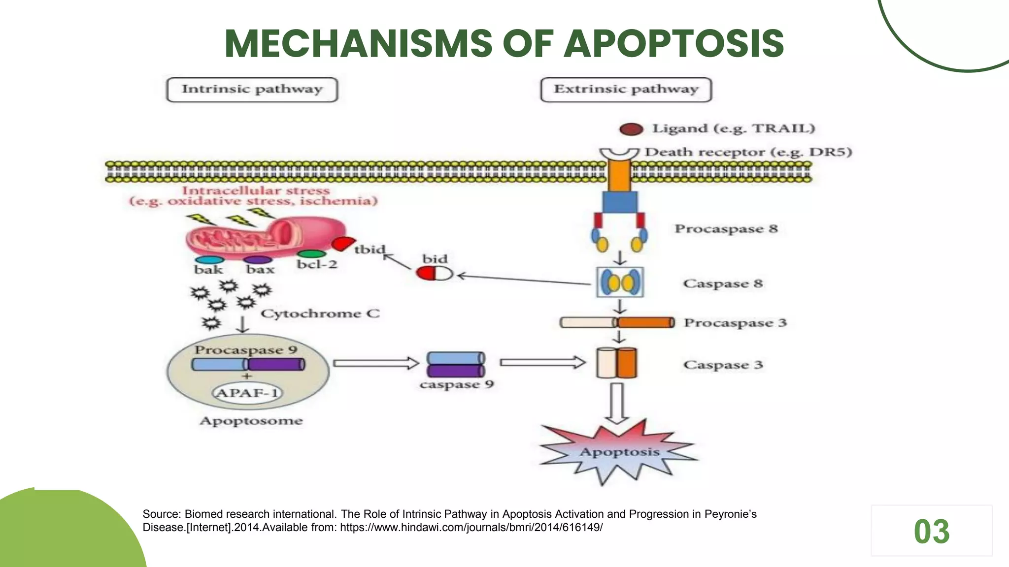 ROLE OF APOPTOSIS IN CANCER PATHOPHYSIOLOGY_ (Ananya Chanda).pdf