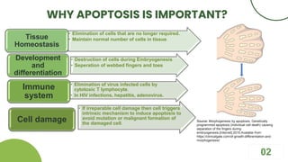 ROLE OF APOPTOSIS IN CANCER PATHOPHYSIOLOGY_ (Ananya Chanda).pdf