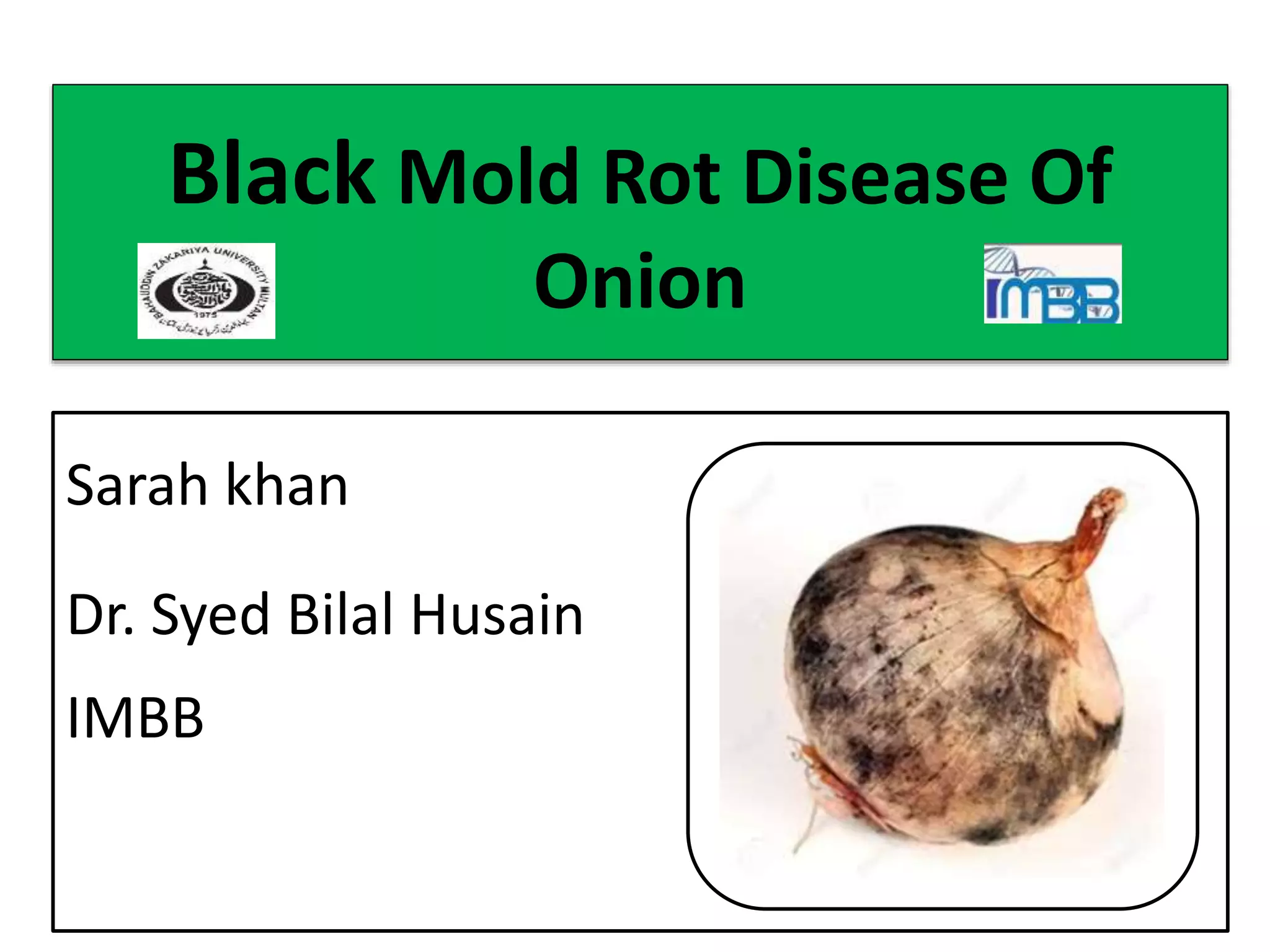 Black mold rot disease of onion | PPTX