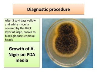 Black mold rot disease of onion | PPTX