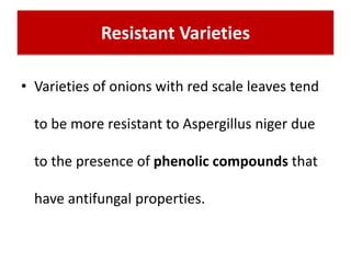 Black mold rot disease of onion | PPTX