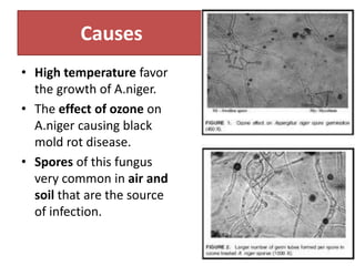 Black mold rot disease of onion | PPTX