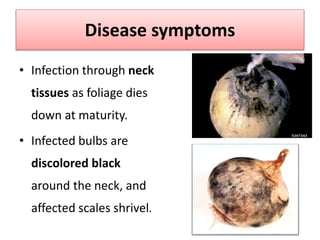 Black mold rot disease of onion | PPTX
