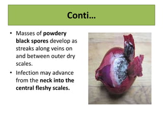 Black mold rot disease of onion | PPTX