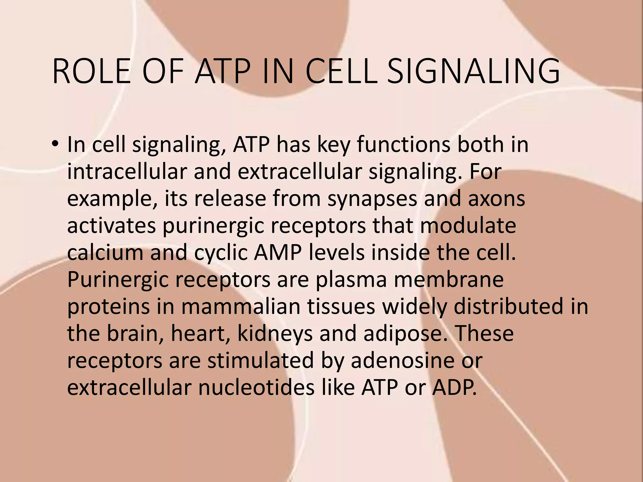 ROLE OF ATP IN-WPS Office.pptx