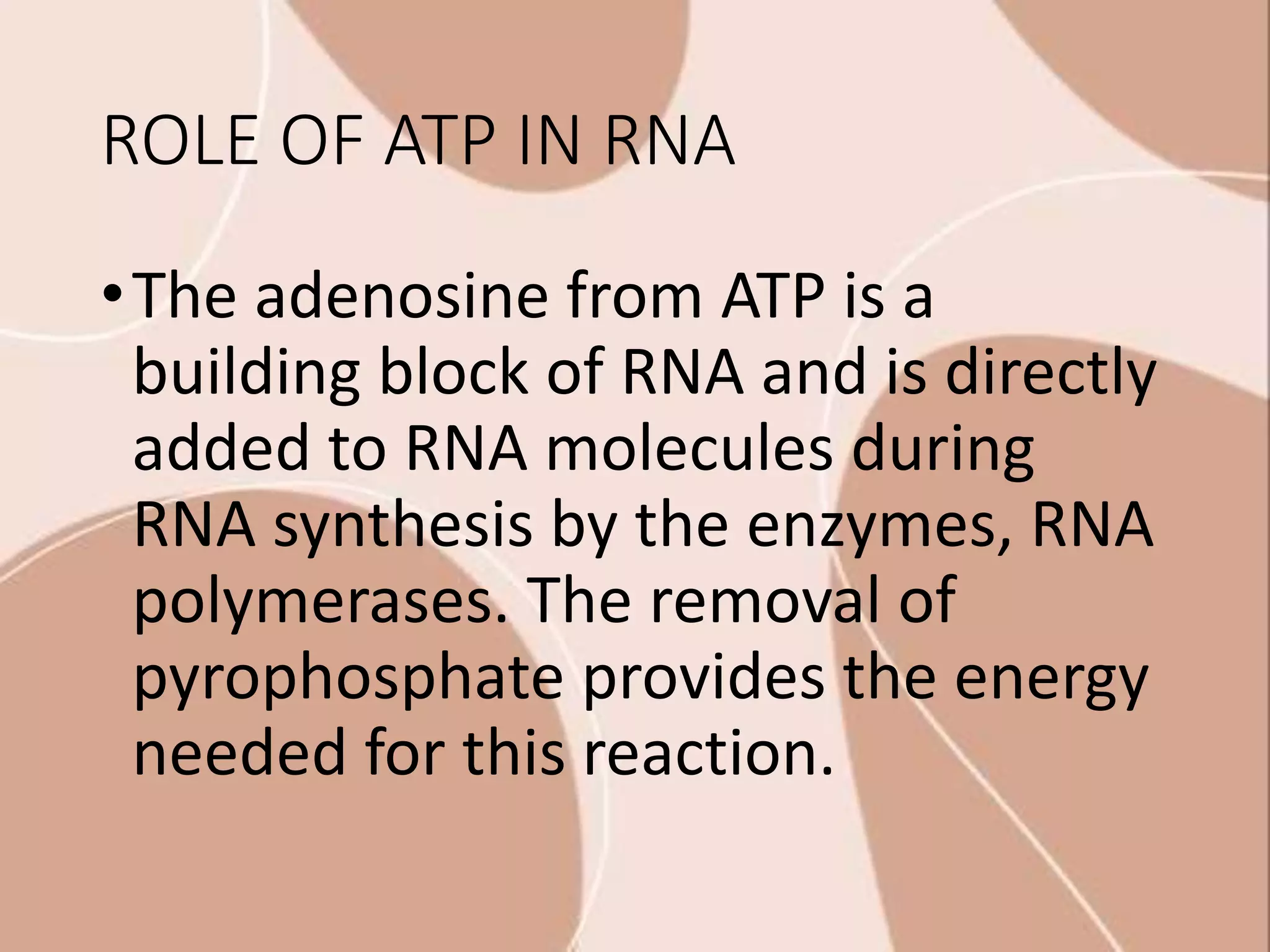 ROLE OF ATP IN-WPS Office.pptx