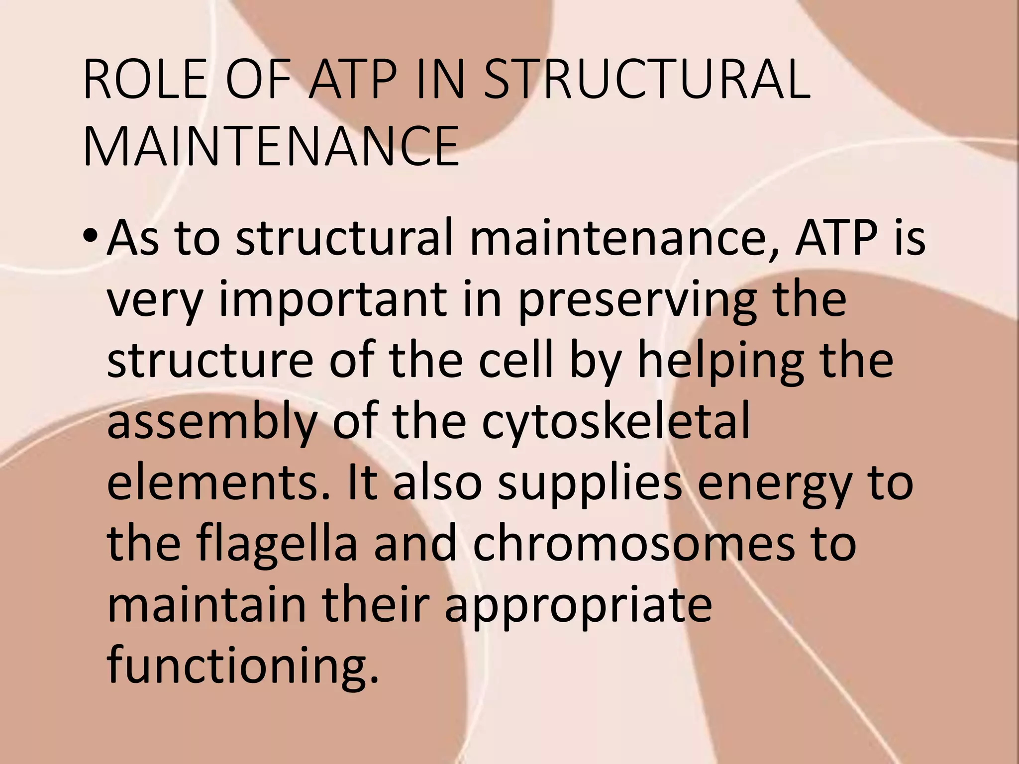 ROLE OF ATP IN-WPS Office.pptx