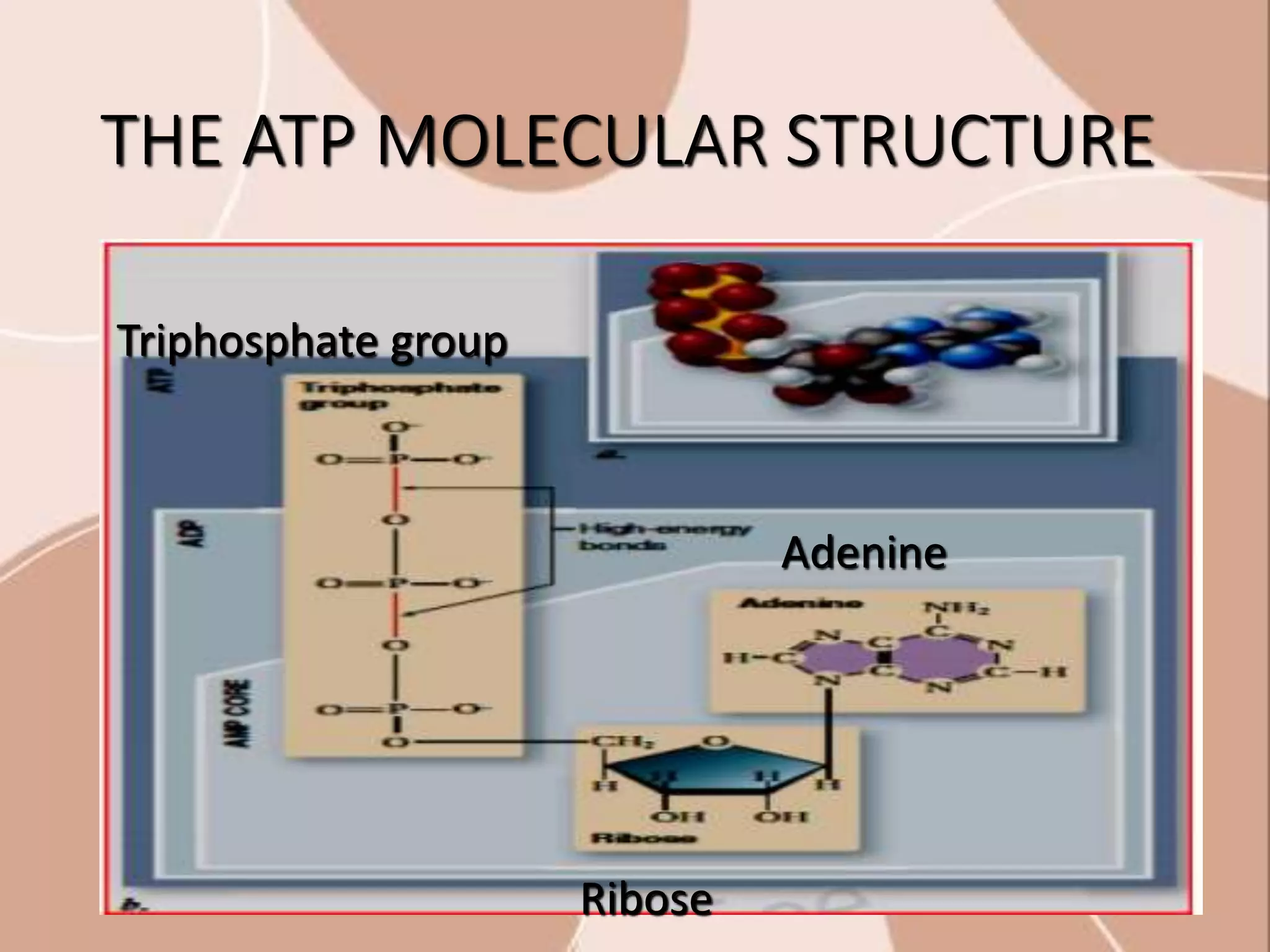 ROLE OF ATP IN-WPS Office.pptx