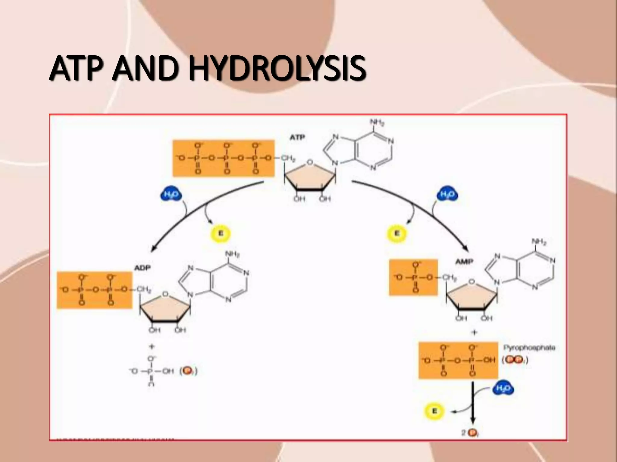 ROLE OF ATP IN-WPS Office.pptx
