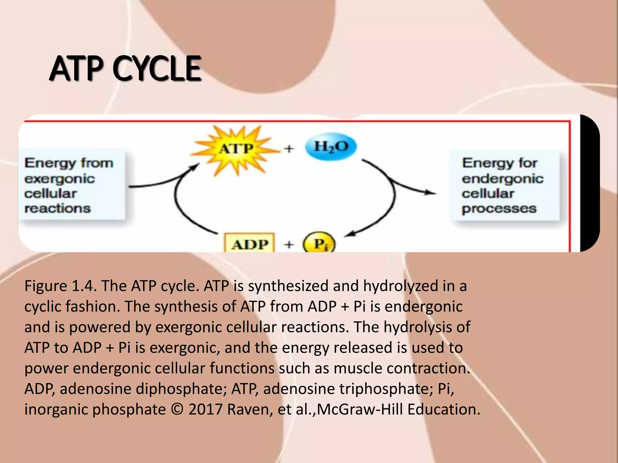 ROLE OF ATP IN-WPS Office.pptx