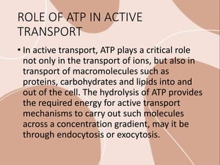 ROLE OF ATP IN-WPS Office.pptx