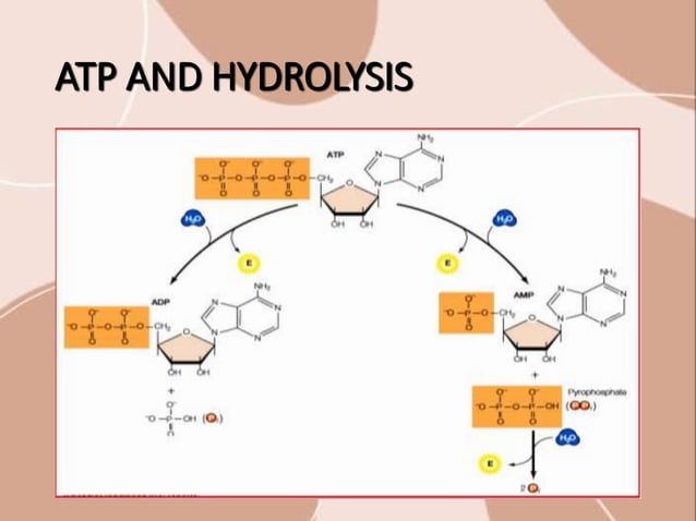 ROLE OF ATP IN-WPS Office.pptx