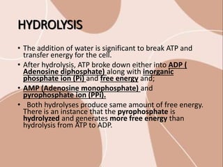 ROLE OF ATP IN-WPS Office.pptx