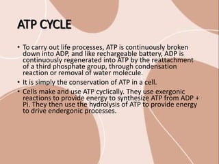 ROLE OF ATP IN-WPS Office.pptx