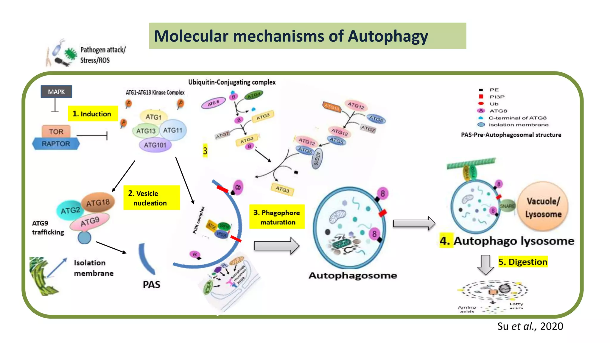 Role of Autophagy in Plant-Pathogen interaction.pptx | Gardening | Home ...