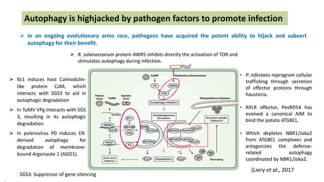 Role of Autophagy in Plant-Pathogen interaction.pptx | Gardening | Home ...