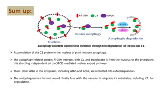 Role of Autophagy in Plant-Pathogen interaction.pptx