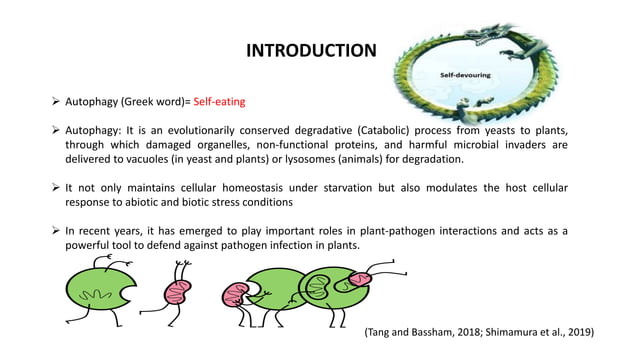 Role of Autophagy in Plant-Pathogen interaction.pptx | Gardening | Home & Garden