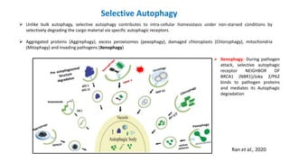 Role of Autophagy in Plant-Pathogen interaction.pptx
