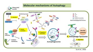 Role of Autophagy in Plant-Pathogen interaction.pptx