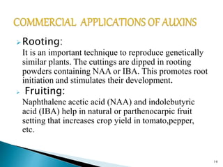 Role of auxins in vegetables | PPTX