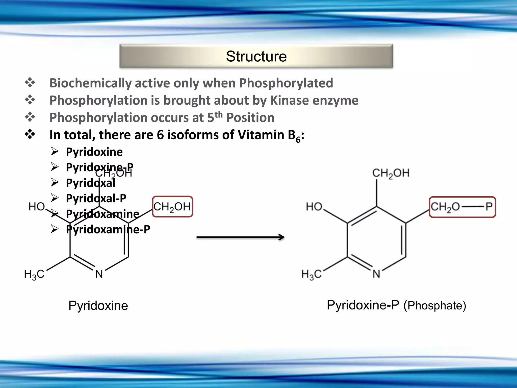 Role of B6 phosphate in amino acid metabolism | PPTX
