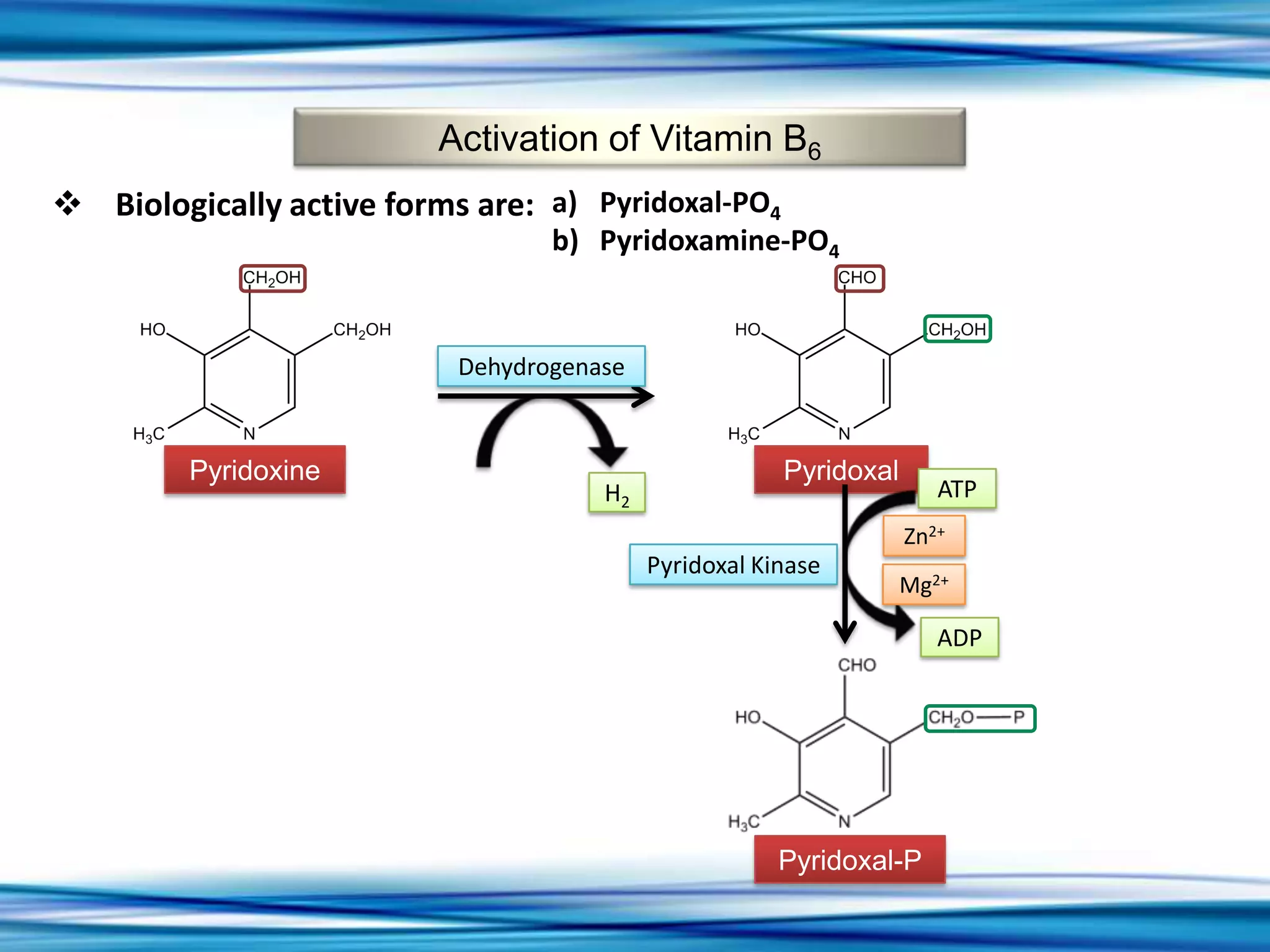 Role of B6 phosphate in amino acid metabolism | PPTX