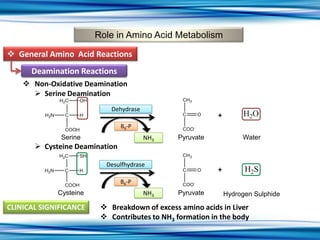 Role of B6 phosphate in amino acid metabolism | PPTX