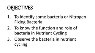 ROLE OF BACTERIA IN NUTRIENT CYCLING.pptx